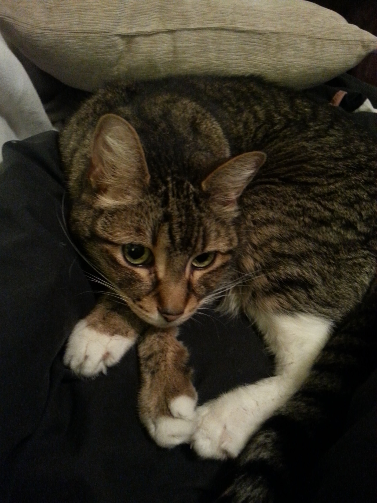 rotten cat - Your source for eclectic rambling